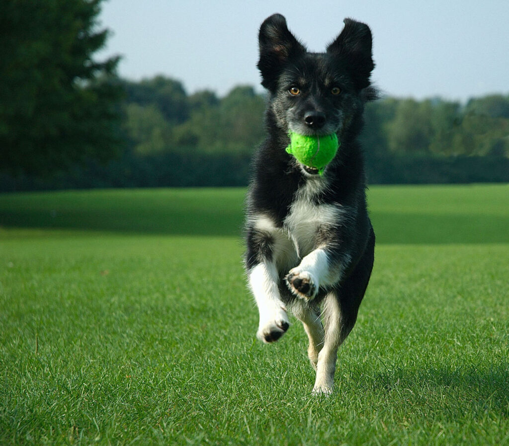 Best Local Pet Stores In Indianapolis Pet Palace Pet Boarding Resort best-local-pet-stores-in-indianapolis-pet-palace-pet-boarding-resort