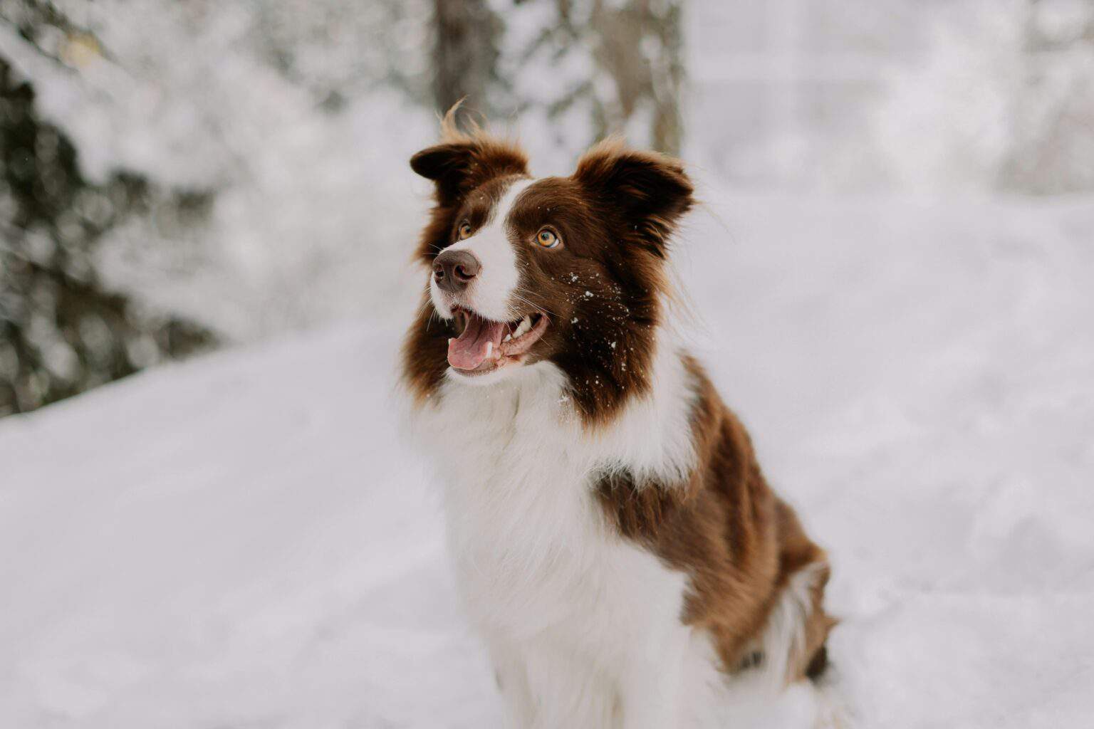 Getting Your Dog to Go Potty in the Snow and Cold Weather | Pet Palace