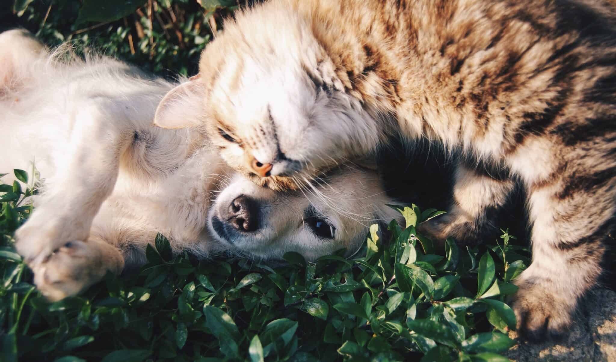 2026 Pet Ownership Statistics | Dog and Cat Ownership Stats
