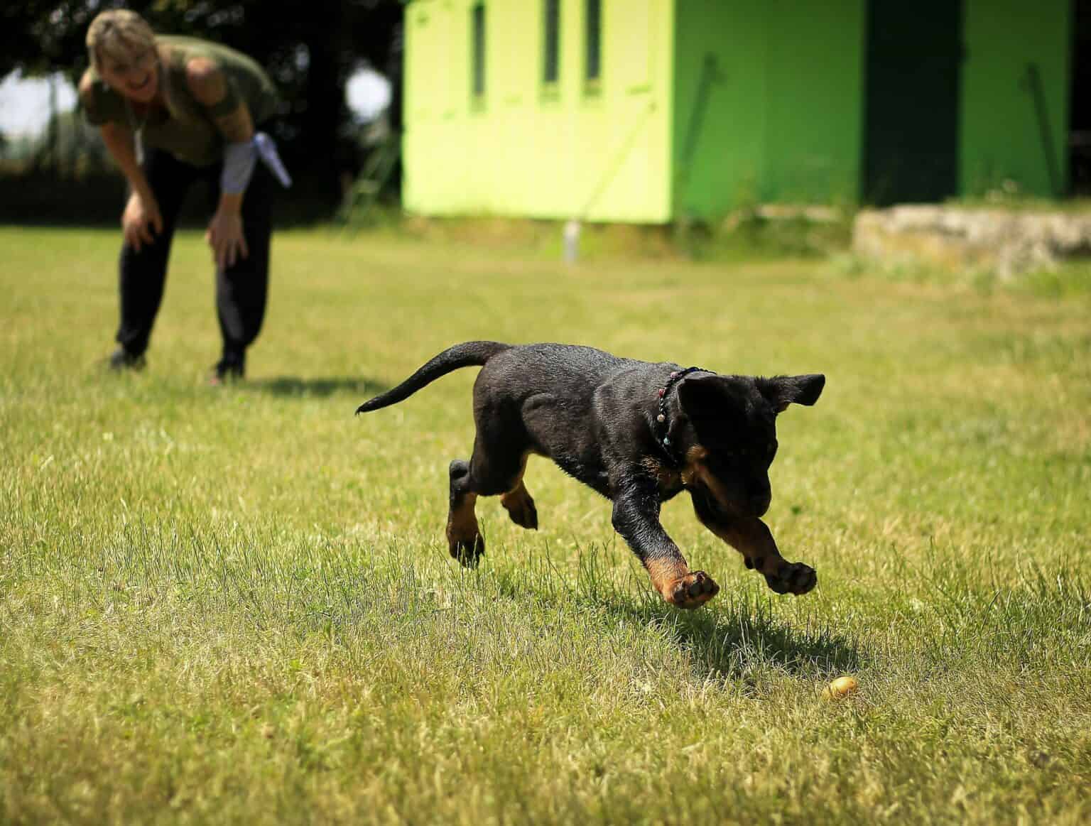 The Basic Commands All Dogs Should Know | Teaching Your Dog Commands ...