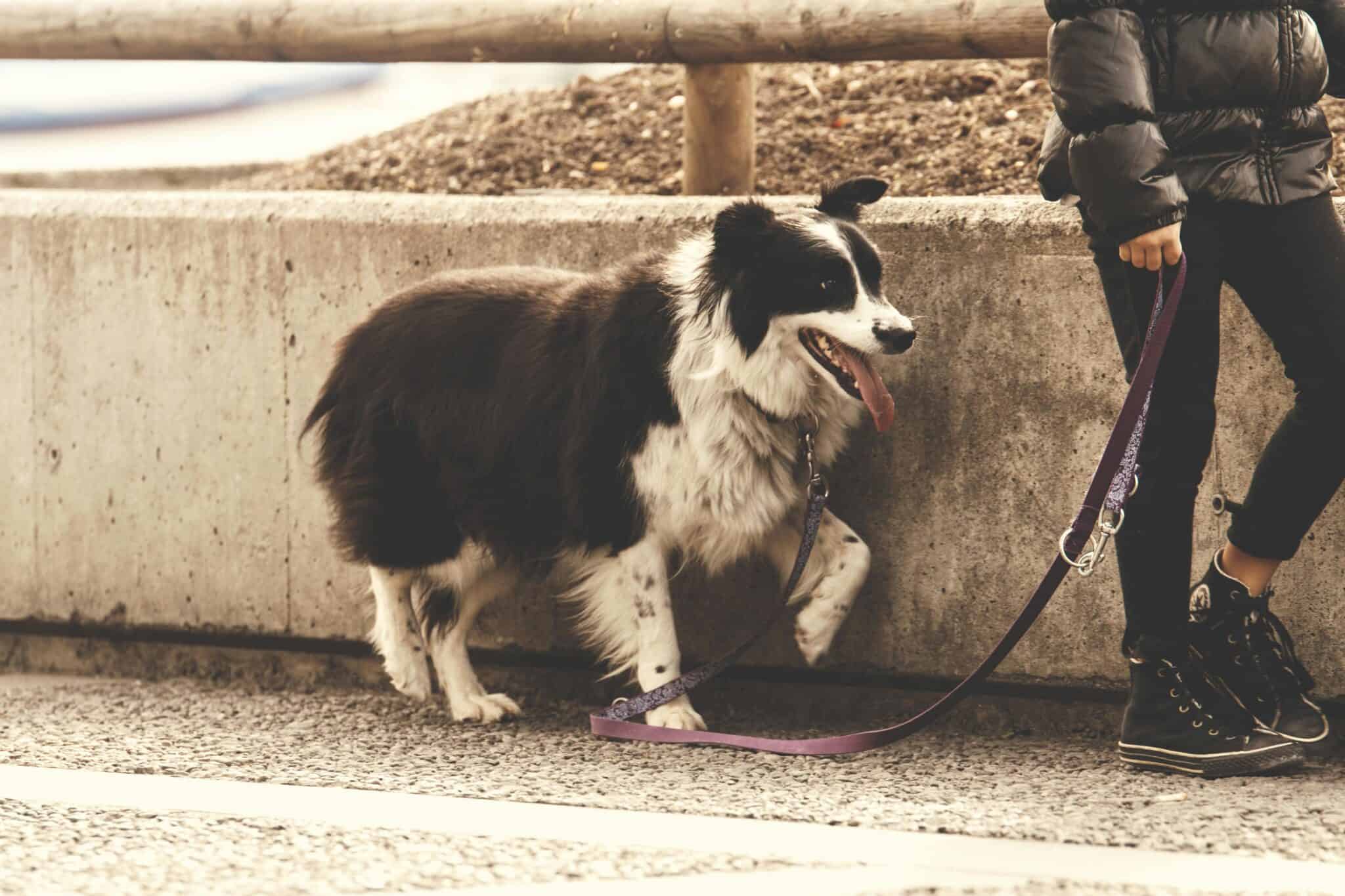 10 Essential Dog Walking Training Tips | Dog Walking Training ...