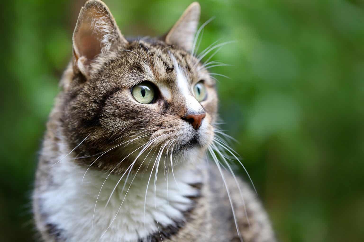 Stomach Ulcers in Cats: Symptoms, Causes, Diagnosis and Treatment